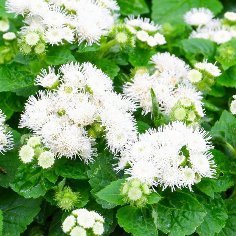 400+ Ageratum Houstonianum Blue Mink Floss Flower - Dwarf Ageratum ...