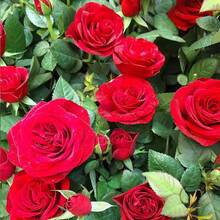 Chinese Rose Seeds Red Large Oblique Rose Hip Seeds Rose Vine Seeds ...