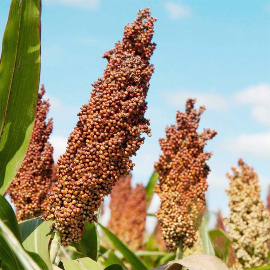 Sweet Sugar Cane Sorghum 300 Seeds - Non-GMO Vegetable Seeds For ...