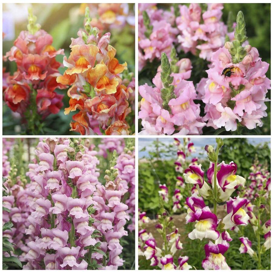 5000 Annual Snapdragon Seeds For Planting-Heirloom Antirrhinum Majus ...