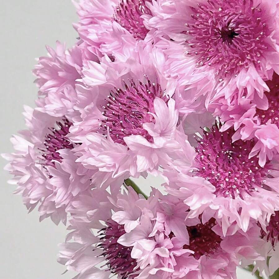 300 Lilies/Maester Seeds - Centaurea Cyanus | SHEIN USA