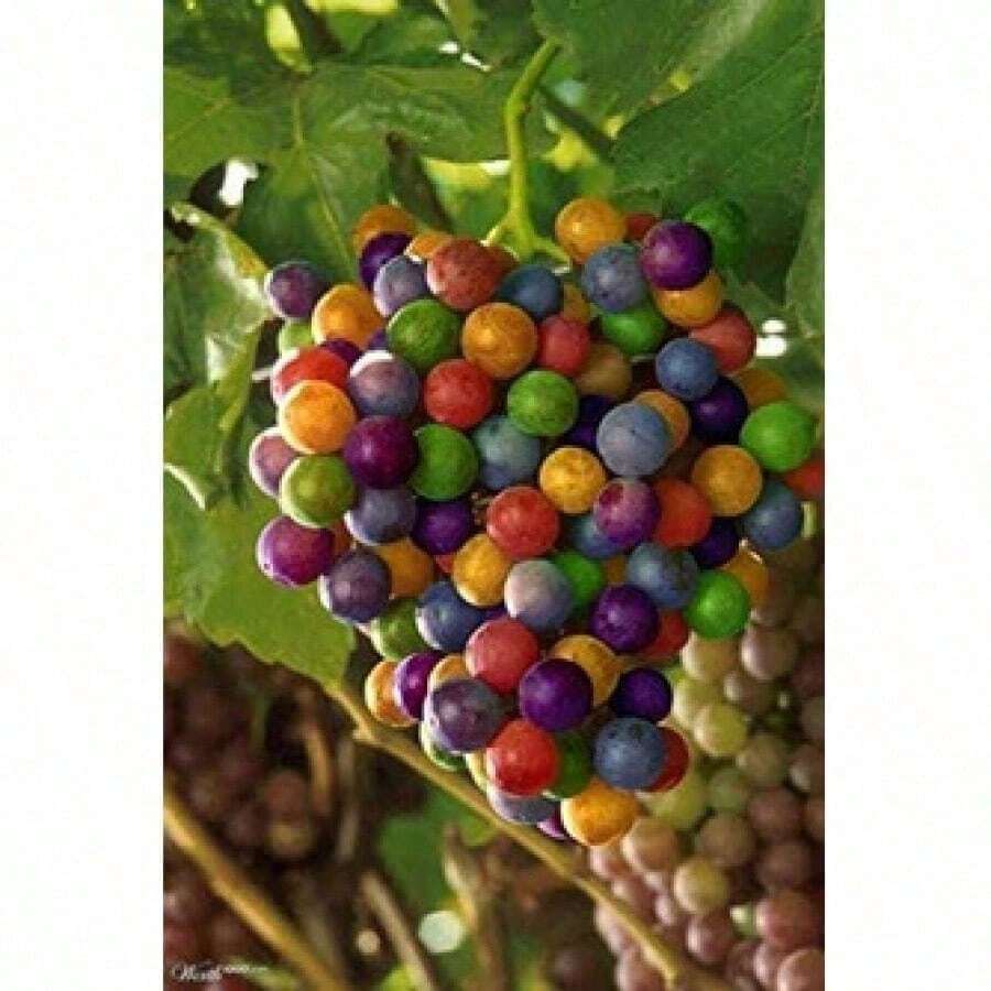 Elwyn 10 Rainbow Grape Fruit Seeds | SHEIN USA