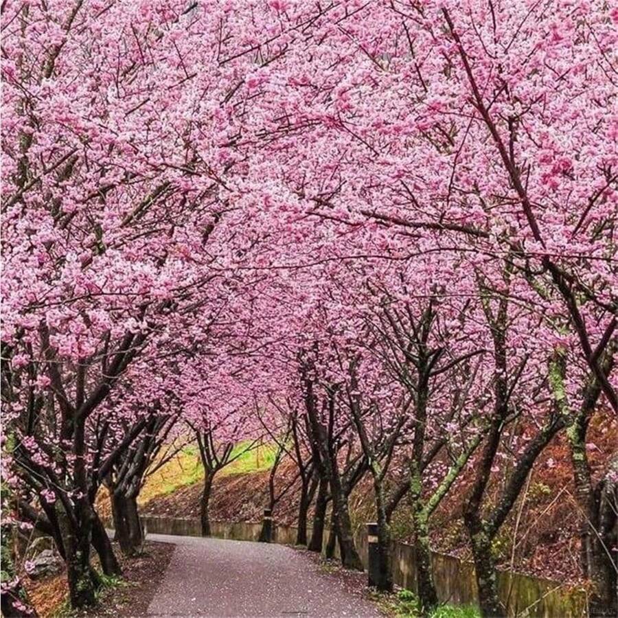 300 Seeds Cherry Blossom Tree Seeds Pink Cherry Blossom Seeds Easy To ...