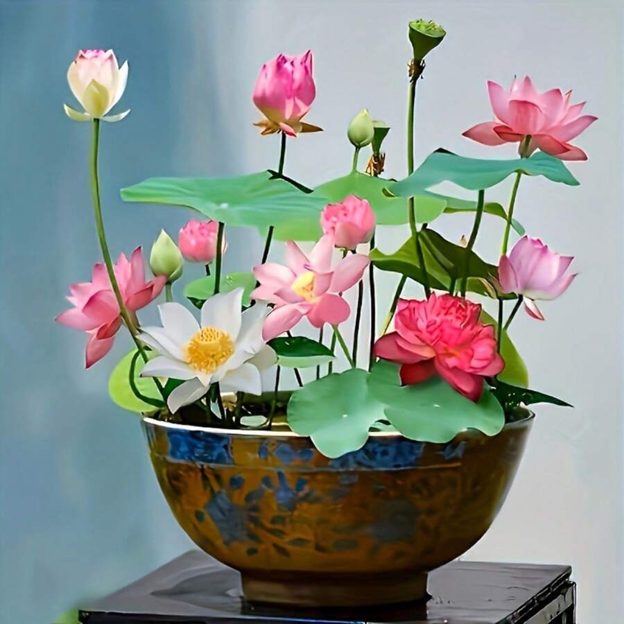 60 Bowl Lotus Seeds, Potted Lotus Root Seeds, Water Lilies, Aquatic ...