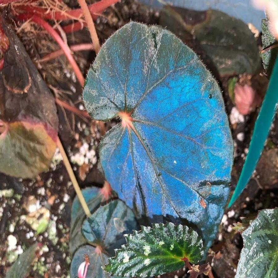 SEEDS - Begonia Pavonina "Dark Form/Dark Blue Form" | SHEIN USA