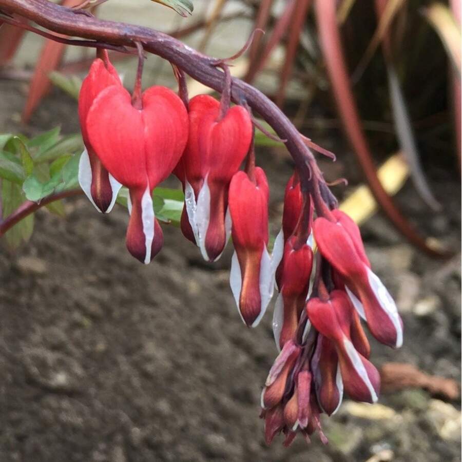 Rare Red Bleeding Hearts Plant Seeds For Planting Dicentra Spectabilis | SHEIN USA