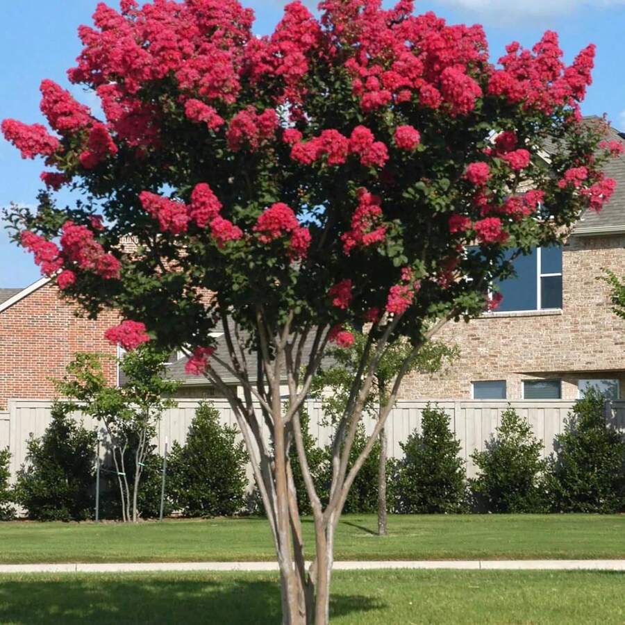 50 Semi di Lagerstroemia Indica, albero deciduo a fioritura rossa, per ...