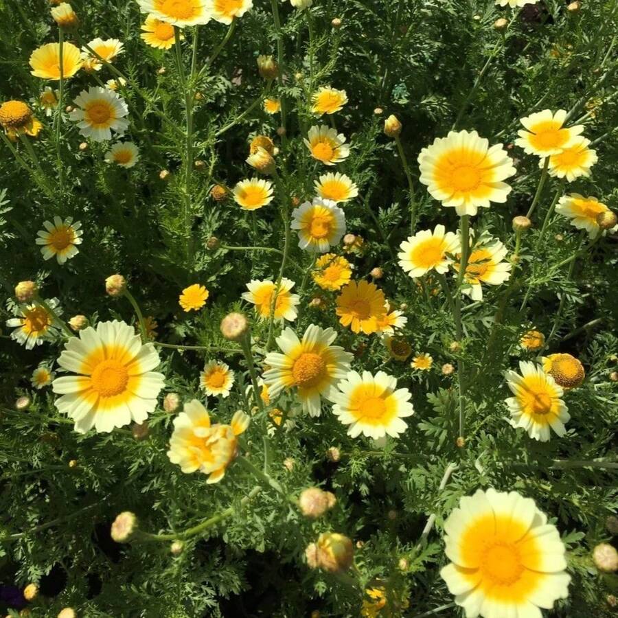 Chrysanthemum Garland Daisy Flower Seeds, 200+ Heirloom Seeds Per ...