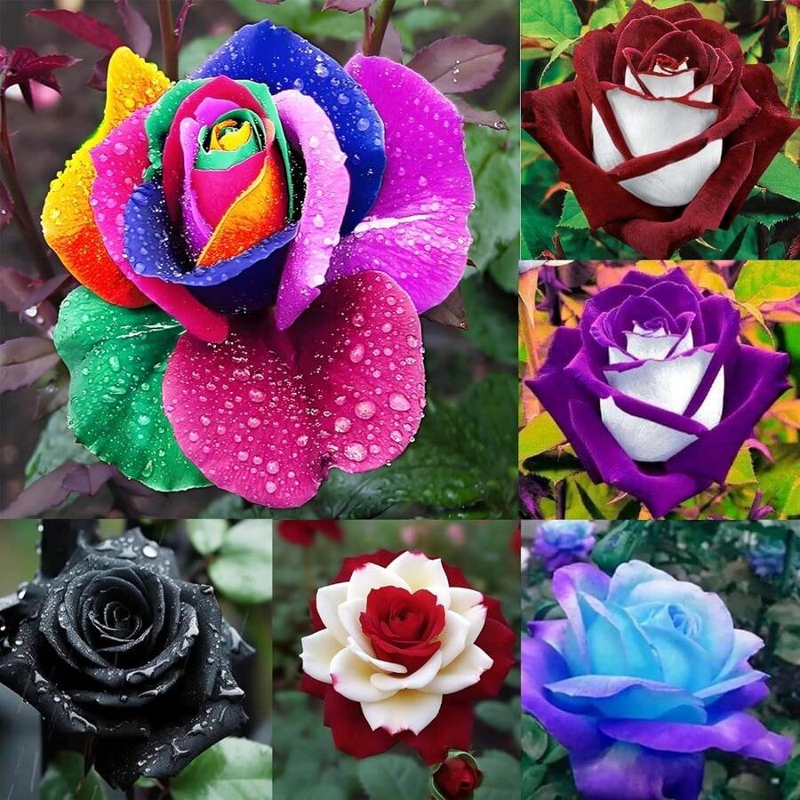 500 Mixed Multicolor Rose Seeds, Planting Outdoor Perennial Flower ...