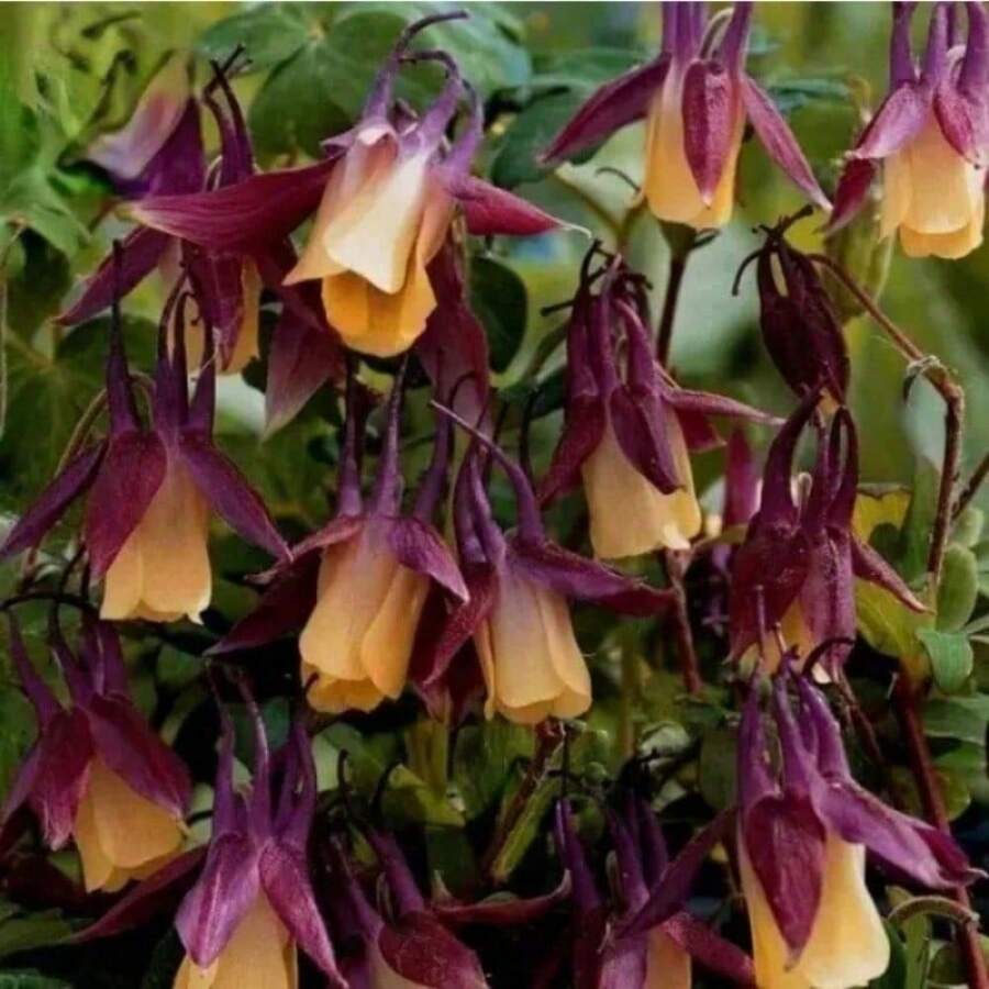 Aquilegia Perennial Root Cold-Resistant Flowers Cat's Claw Flower ...