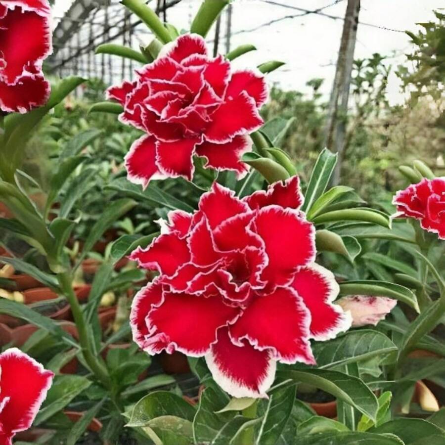 20 Live Desert Rose Flower Seeds Heirloom Non-GMO Exotic Perennial ...
