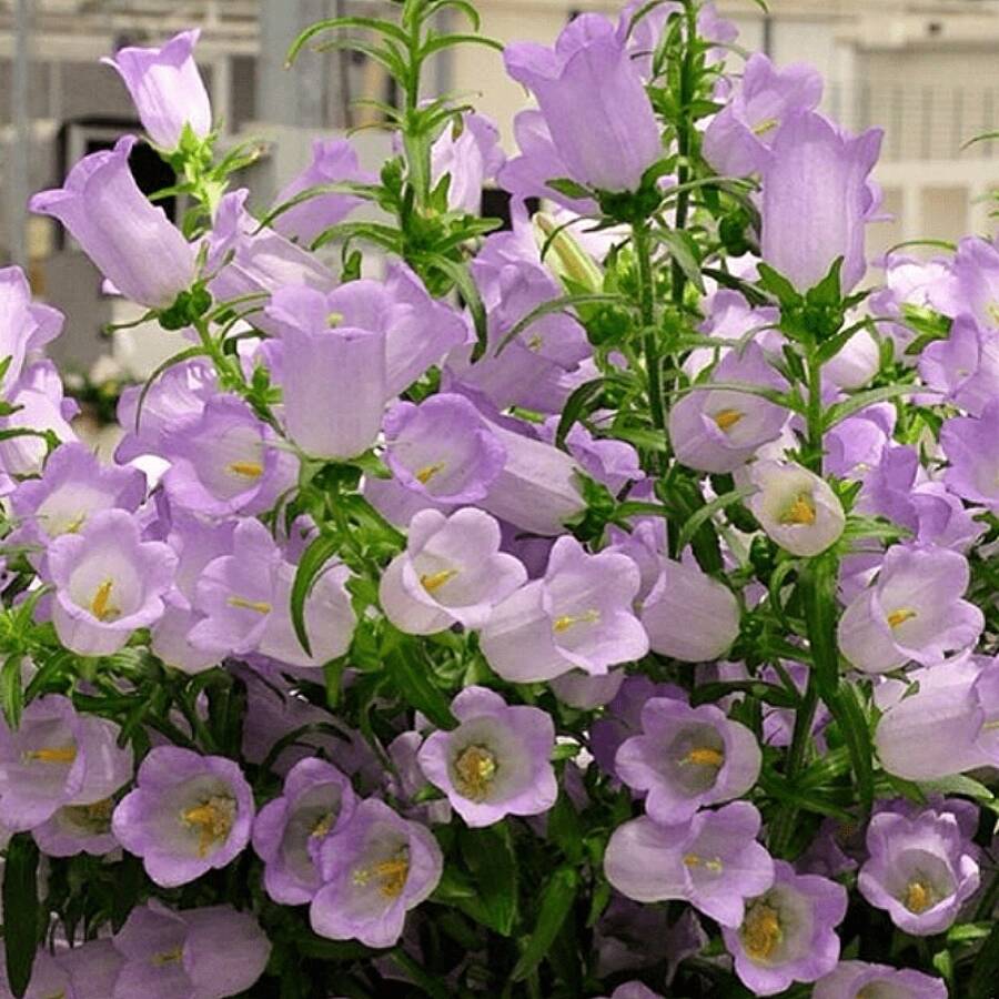 Mix Bellflower Seeds Campanula Seeds Attract Pollinators, Easy Growing ...