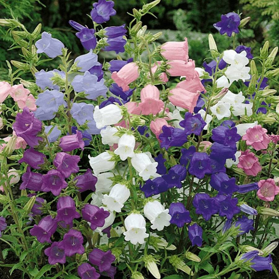 Mix Bellflower Seeds Campanula Seeds Attract Pollinators, Easy Growing ...