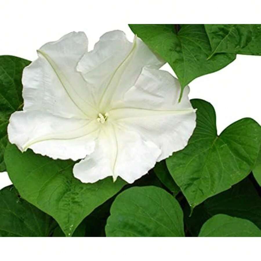 200 Pieces Of White Moonflower Seeds From American Native Plants ...