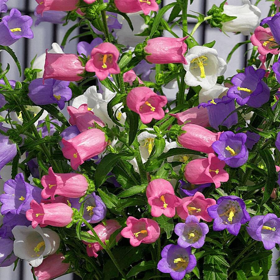 Mix Bellflower Seeds Campanula Seeds Attract Pollinators, Easy Growing ...