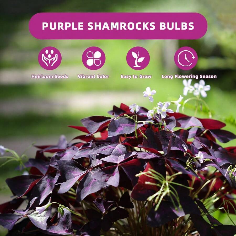 12pcs Purple Shamrock Bulbs Oxalis Bulbs Lucky Flowers Bulbs For ...