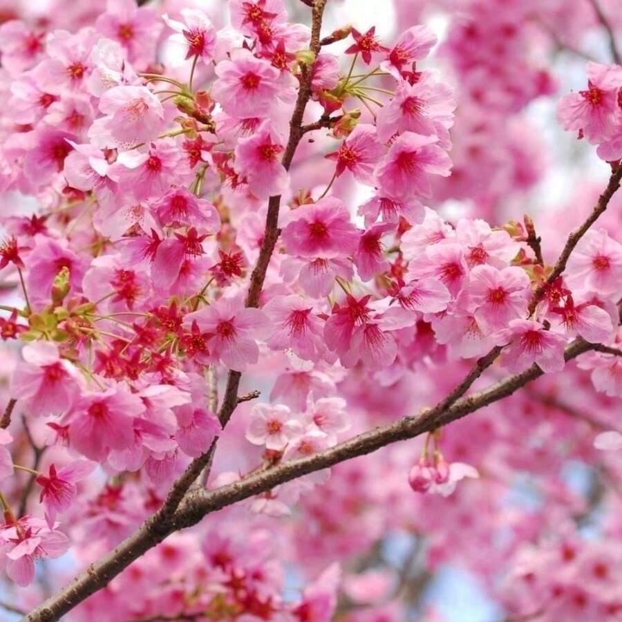 Cherry Blossom Tree Seeds For Planting Bonsai Rare Japanese Cherry ...