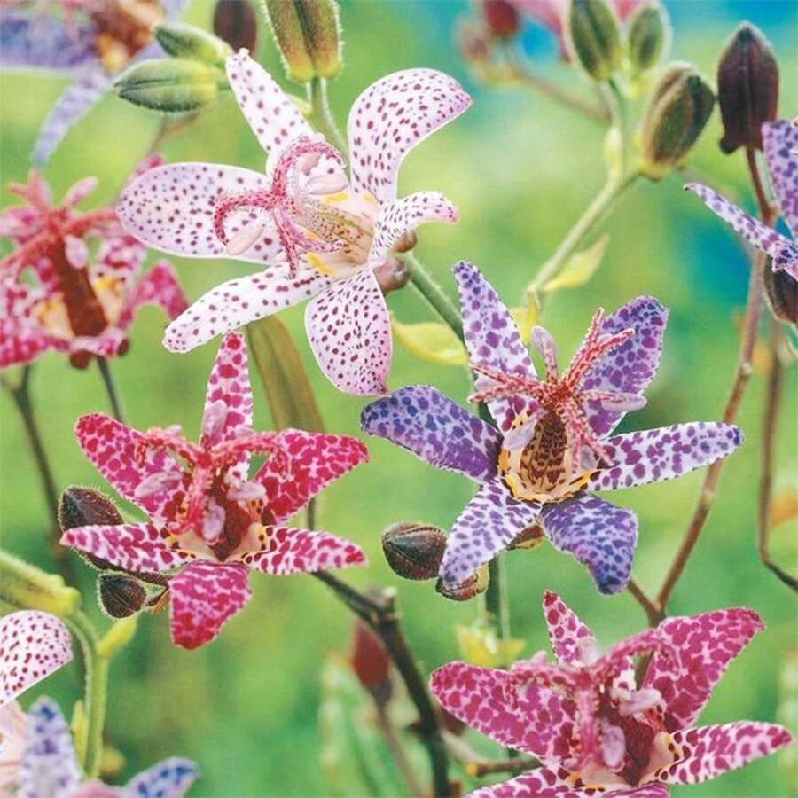 30 + Perennial Tricyrtis Wonder Toad Lily Flower Seeds For Outdoor Use ...