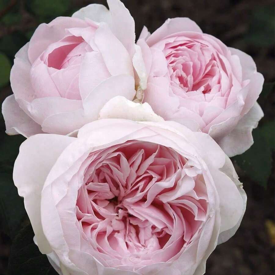 Heirloom Rose Earth Angel Rose Plant - Parfuma Earth Angel Pink ...