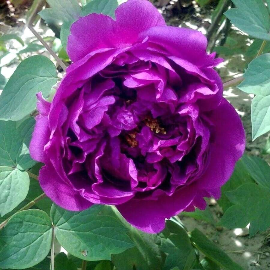 100 PURPLE TREE PEONY SEEEDS - (Paeonia Suffruticosa) | SHEIN ITALIA