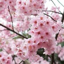 Cherry Blossom Tree Seeds For Planting Bonsai Rare Japanese Cherry ...