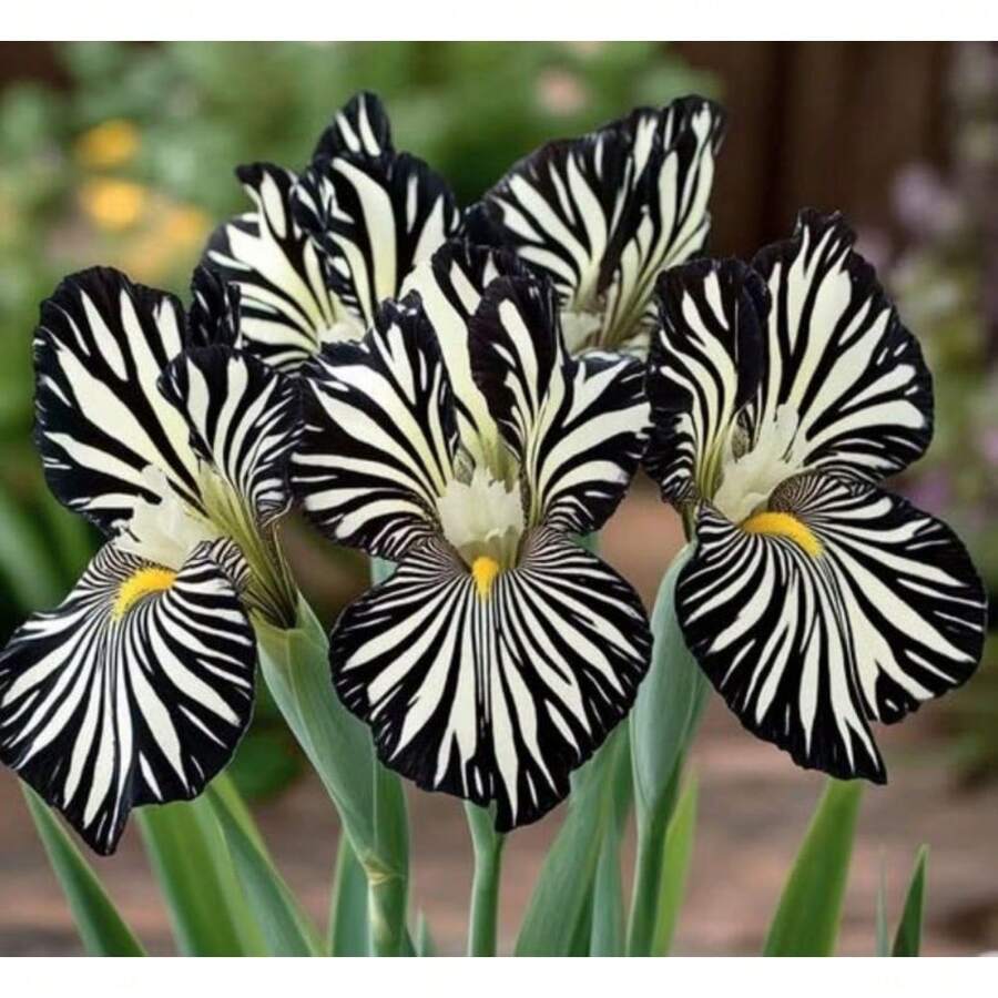 Free Shipping 50 Heirloom Zebra Iris Seeds Black White Variant Flower ...