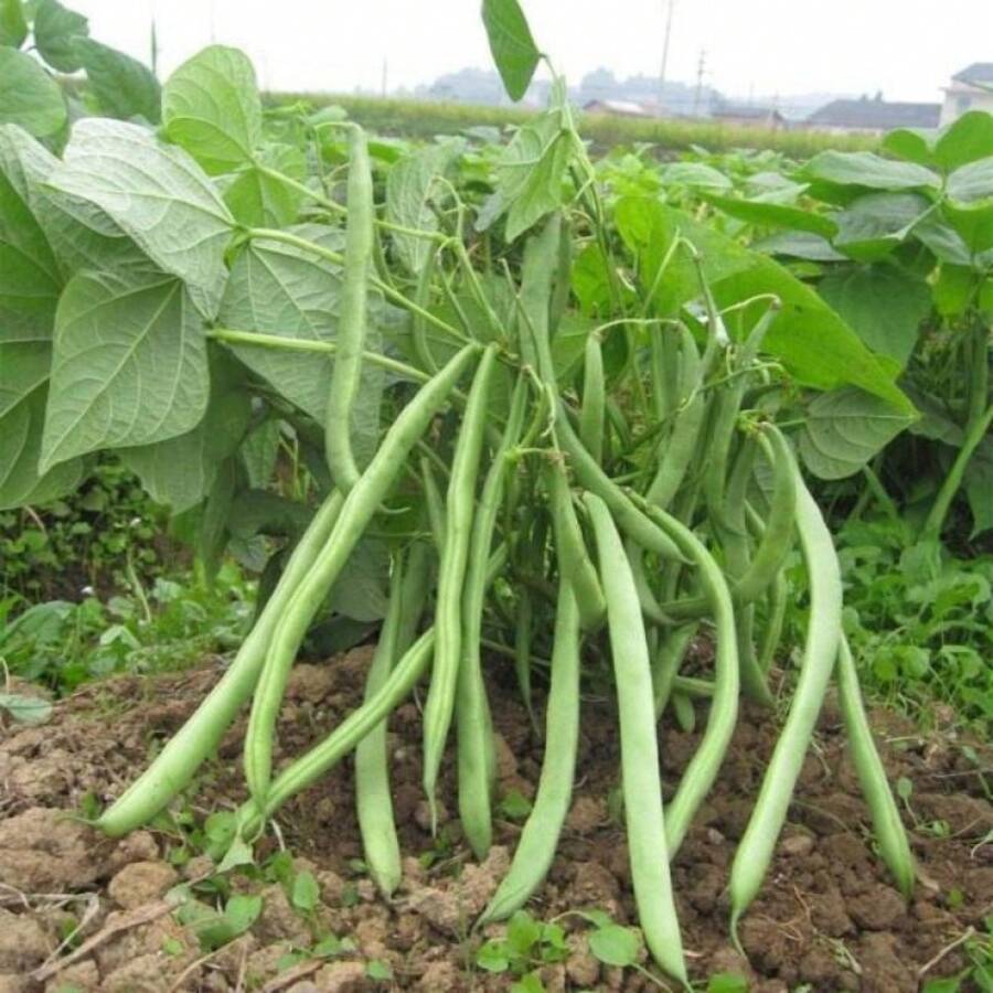 Four Season Bean Seeds | SHEIN USA
