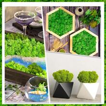 100g/3,52oz Künstliches simuliertes Rentiermoos, handgemachtes ...