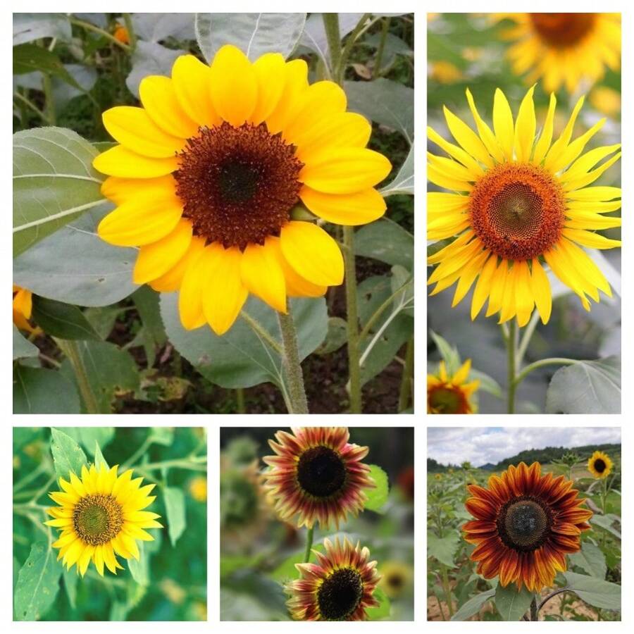 US Spot 100 Sunflower Seeds In A Multi-Color Mixed Package Sunflowers ...