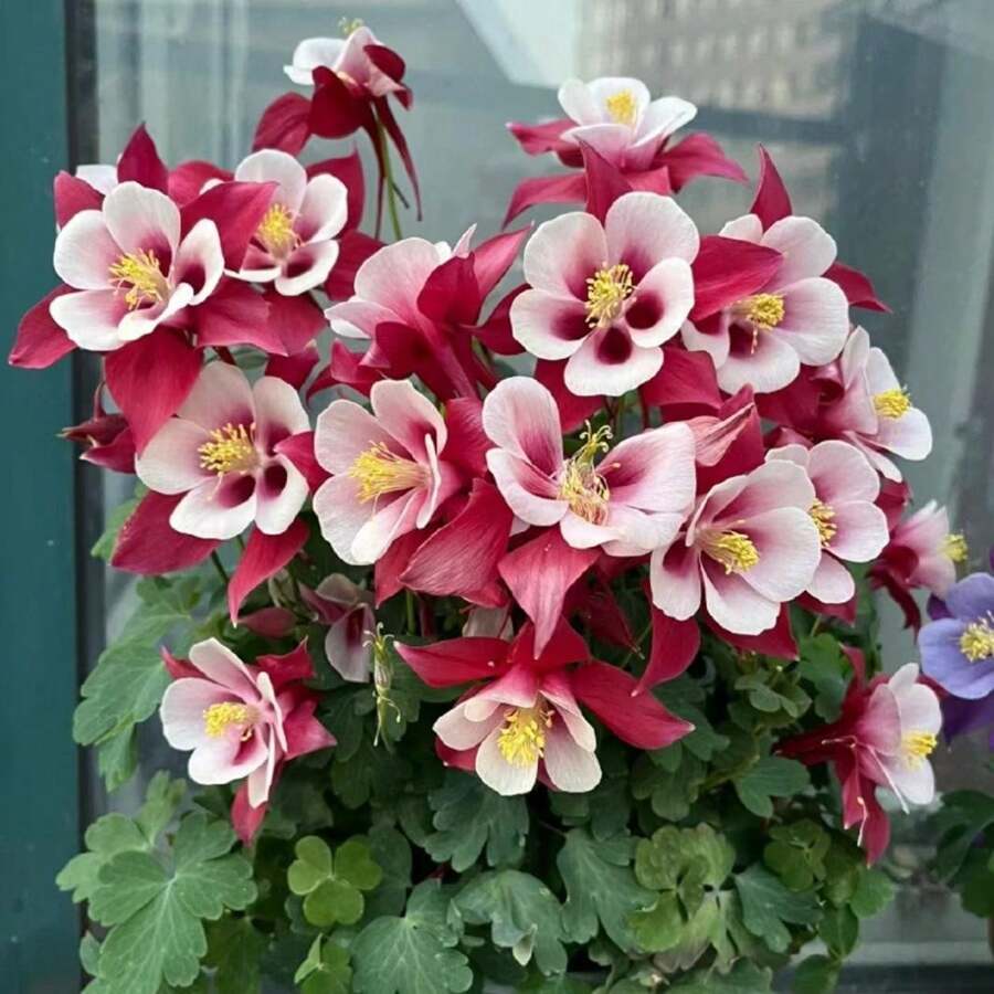 1000 Columbine Flower Seeds, Perennial, Aquilegia Caerulea, Colorful ...