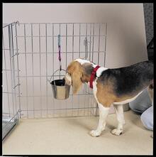 Pro Select Stainless Steel Pet Pail, 1-Quart Size – Heavy Duty Flat ...