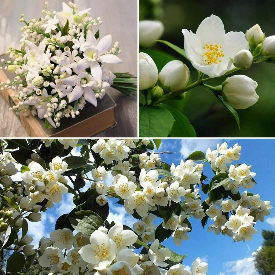 100 Jasmine Seeds For Planting 100 Count White Flower Variety for Sale ...