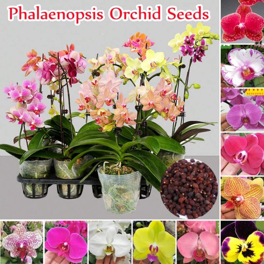 50 semi di orchidea falena di colori misti per la piantagione di fiori ...