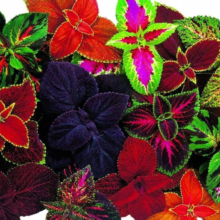 Coleus Mix Flower Seeds Non GMO Harvest Gardening Colorful Seeds Packet ...