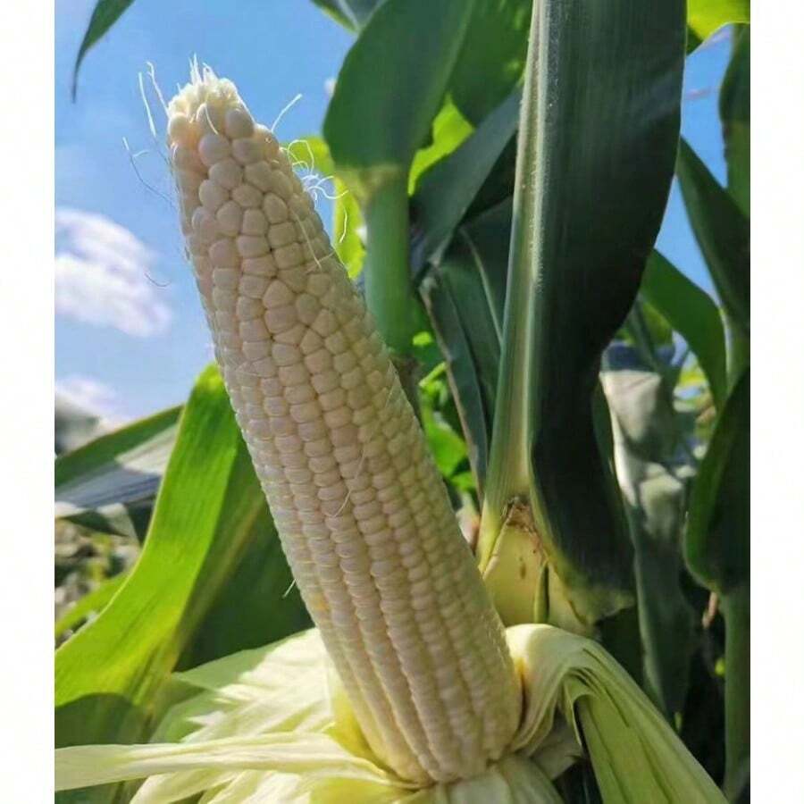 186pcs Seeds, Sweet Corn Seeds, Sticky Sweet Corn Seeds, Sticky Sweet ...