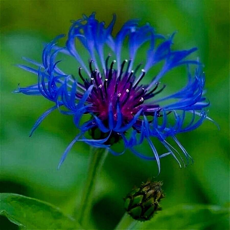100 pezzi di semi di fiordaliso con baffi blu e ape - Monarda Didyma ...