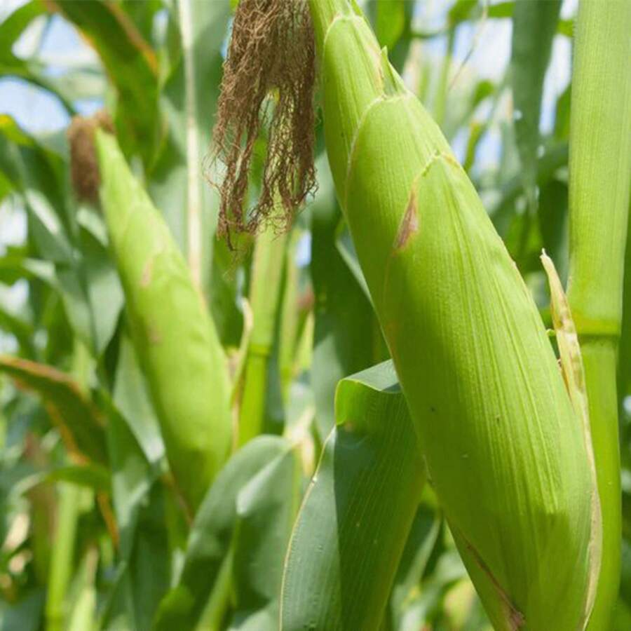 500 Sweet Corn Sweet And-Proof Treated Seeds, Non-Genetically Modified ...