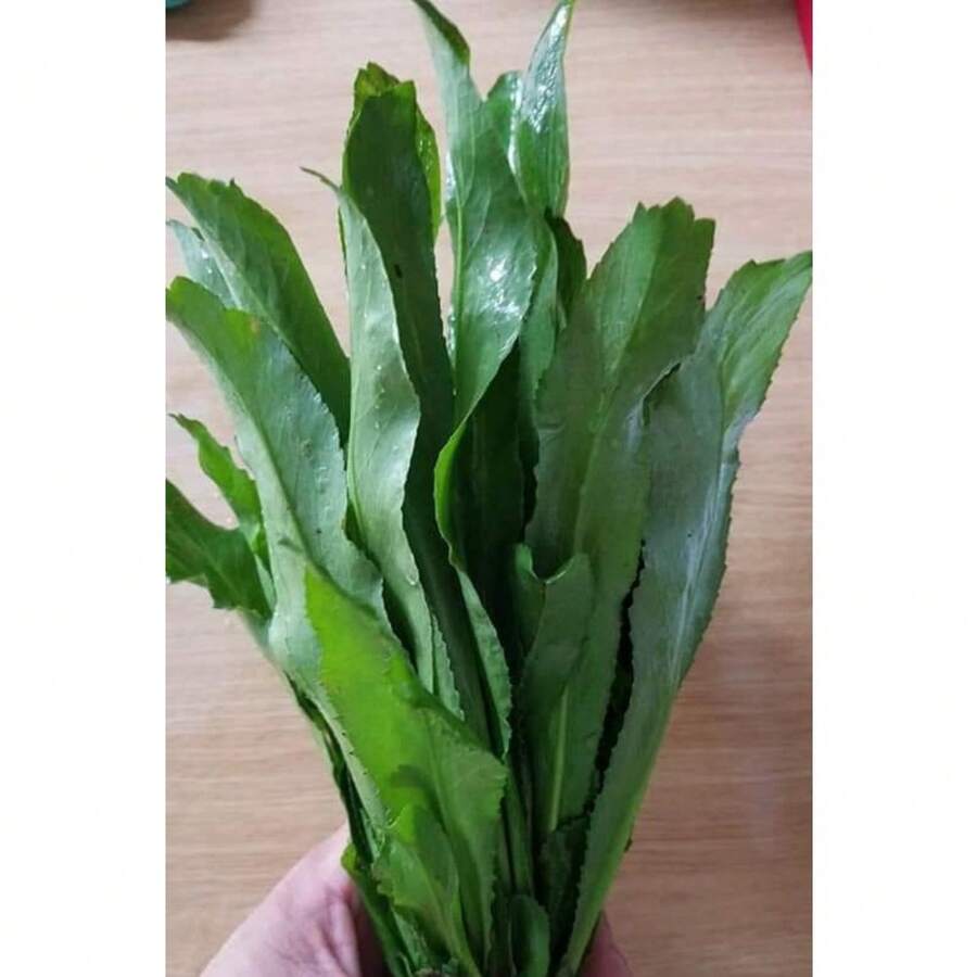 174 piezas de semillas de Recao, Culantro, Eryngium Foetidum, una de ...