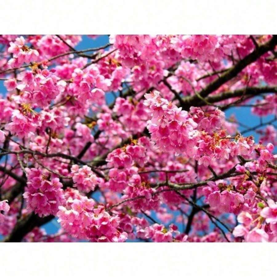 Cherry Blossom Seeds, Cherry Blossom Tree Seedlings, Roadside Tree ...