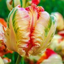 Ready To Plant Apricot Parrot Tulip Seeds For Planting Perennial Flower ...