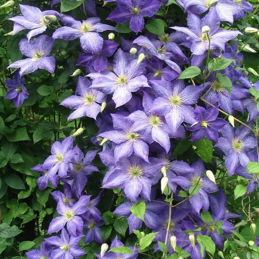 100 Clematis Vine Plant Seeds - Mixed Color Clematis Vine Large Blooms ...