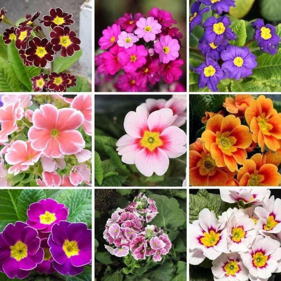 100 Perennial Primula Seeds For Planting - Common Primrose Flower Seeds ...