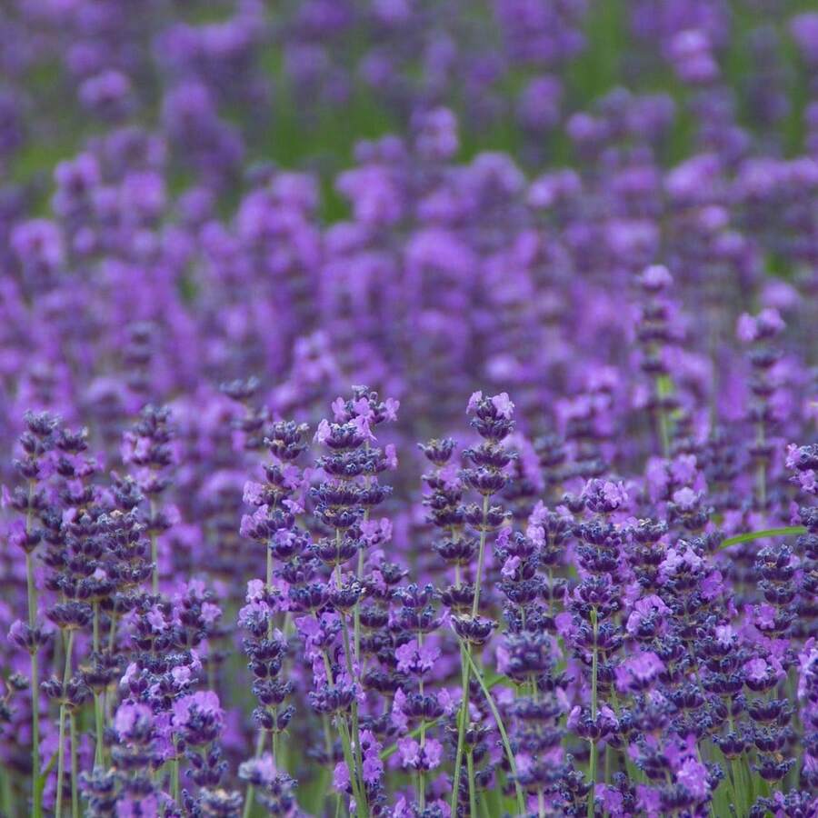 True English Lavender Vera - 1000+ Lavandula Angustifolia Vera ...