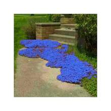 Blue Creeping Thyme Seeds For Planting Thymus Serpyllum - 500+ Heirloom ...