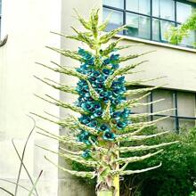 240 Pieces Of Rare Sapphire Tower Plant Seeds (Puya Alpestris) Rare And ...
