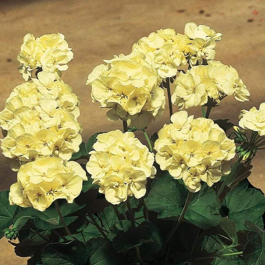 Yellow Geranium Seeds Glacier Geranium Species Of Geranium Flowers ...