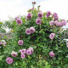 Violet Climbing Roses Are Used For Pruning And Weaving Flowers To ...