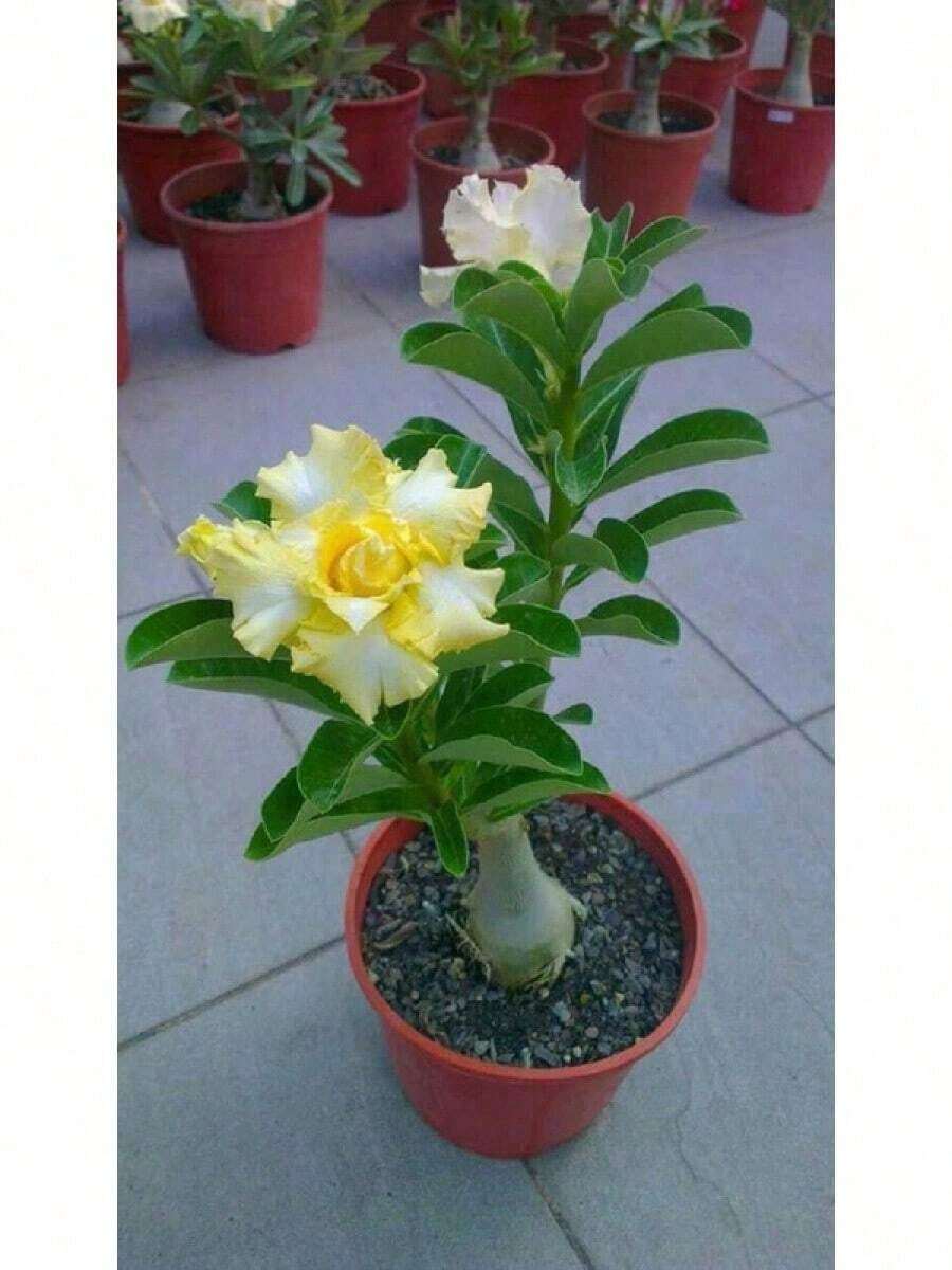 4 semi di rose del deserto succulente gialle e bianche Adenium, fiori ...