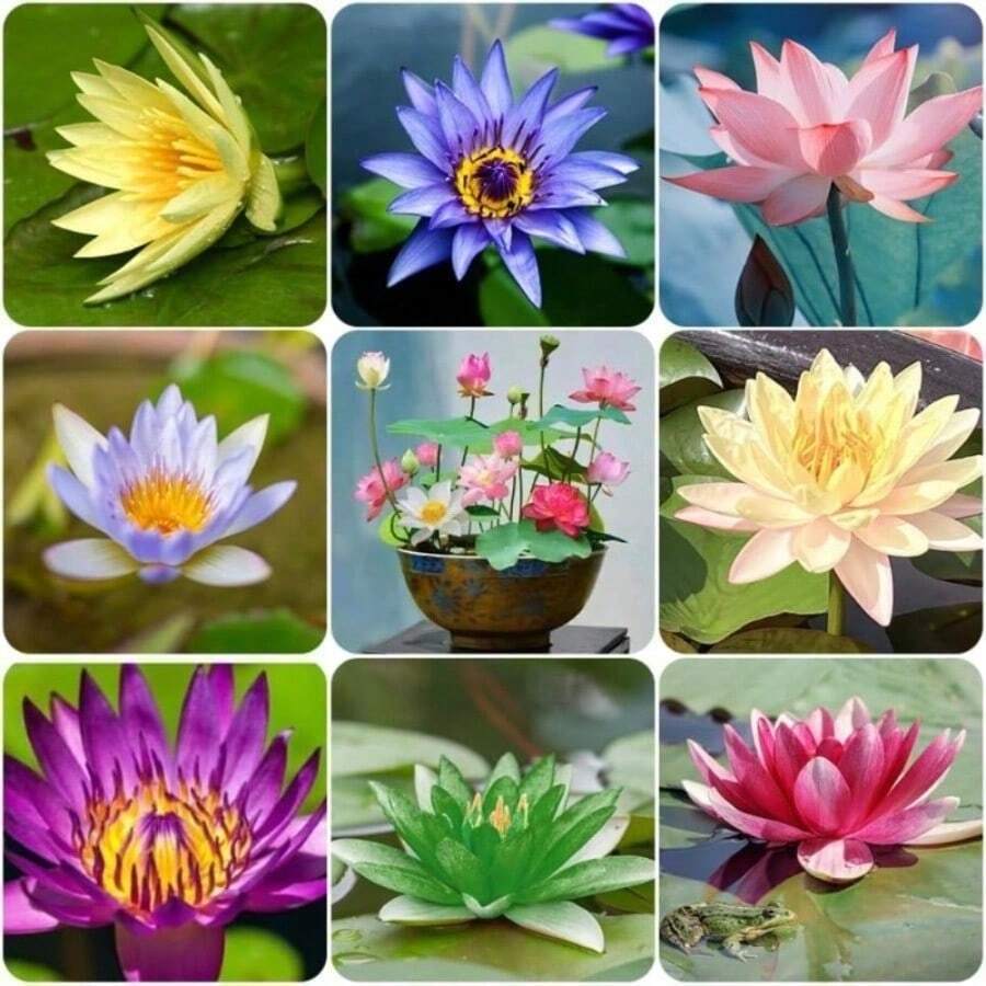 Seeds That Bring Good Luck60 Potted Lotus Seeds, Water Lotus Flowers ...