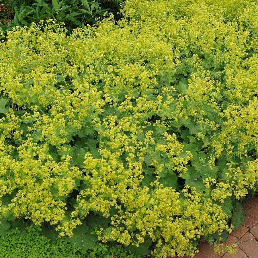 Outsidepride 1000 Seeds Perennial Achemilla Mollis Lady's Mantle Flower ...